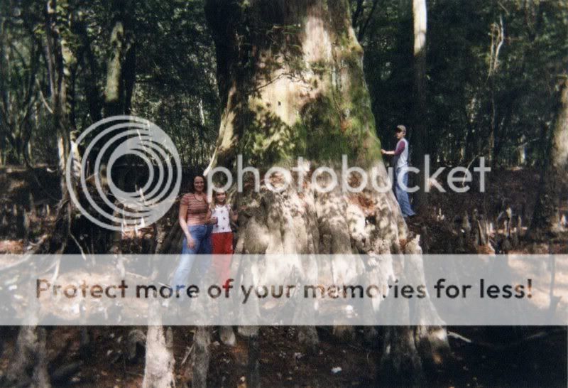Ancient Trees: Woman Spends 14 Years Photographing World’S Oldest Trees ...
