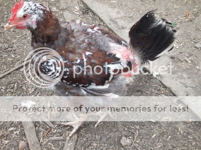 Treatment for depluming mite? - Chicken Clinic - Omlet Club