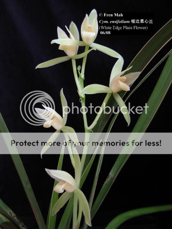 Chinese cymbidiums | Slippertalk Orchid Forum