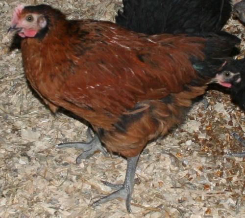 Non-Standard Orpington Colors | BackYard Chickens - Learn How to Raise ...