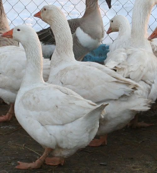 Embden, Sebbie, Mutts and Buff Dewlap Toulouse Geese - Photo Heavy ...