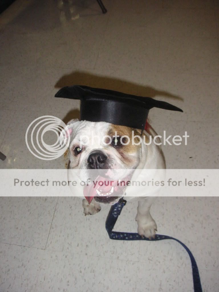 Need a picture of a bulldog with a graduation cap on... anyone got one???