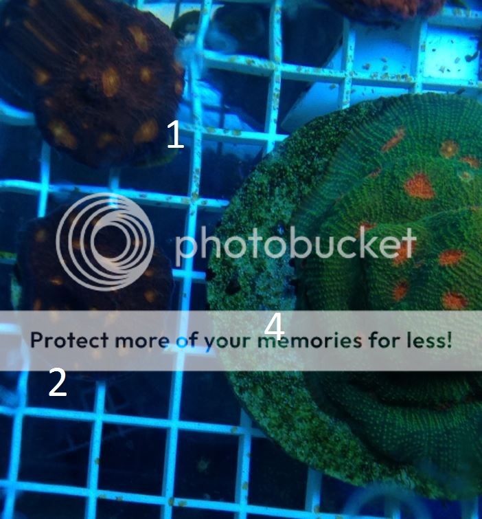 High End Chalice Colonies - Jason Fox Crazy Fox, Jason Fox My Miami ...