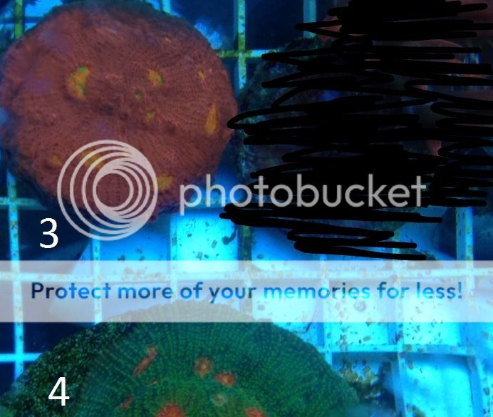 High End Chalice Colonies - Jason Fox Crazy Fox, Jason Fox My Miami ...